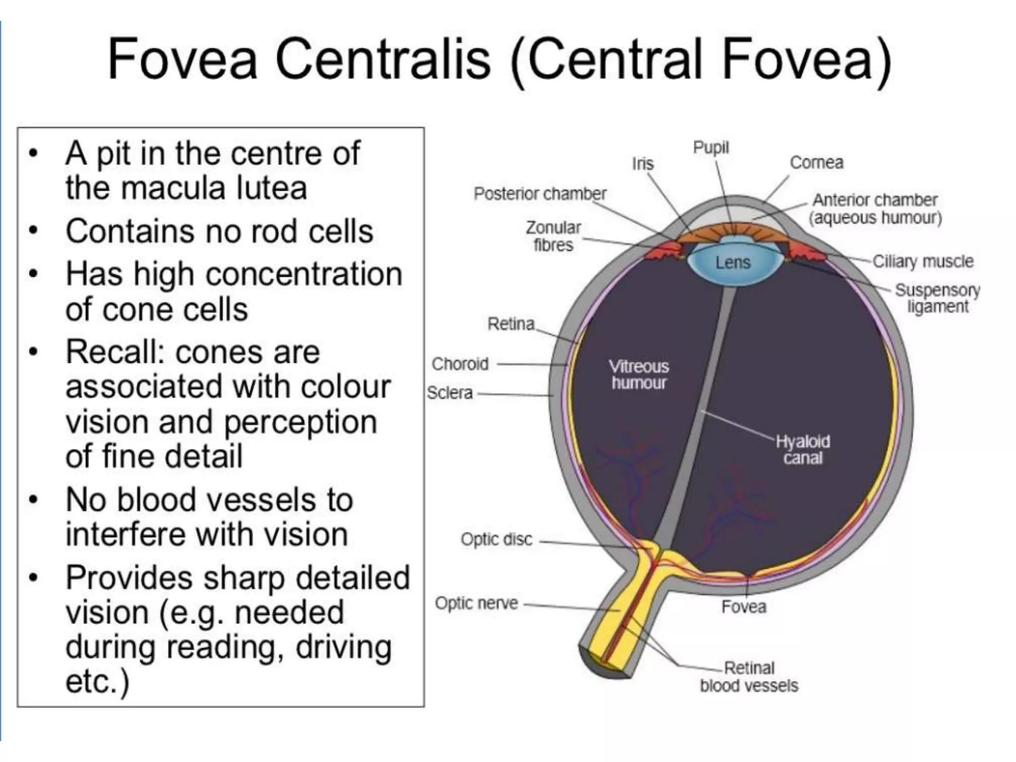 Anterior and posterior segment of eye | PPTX
