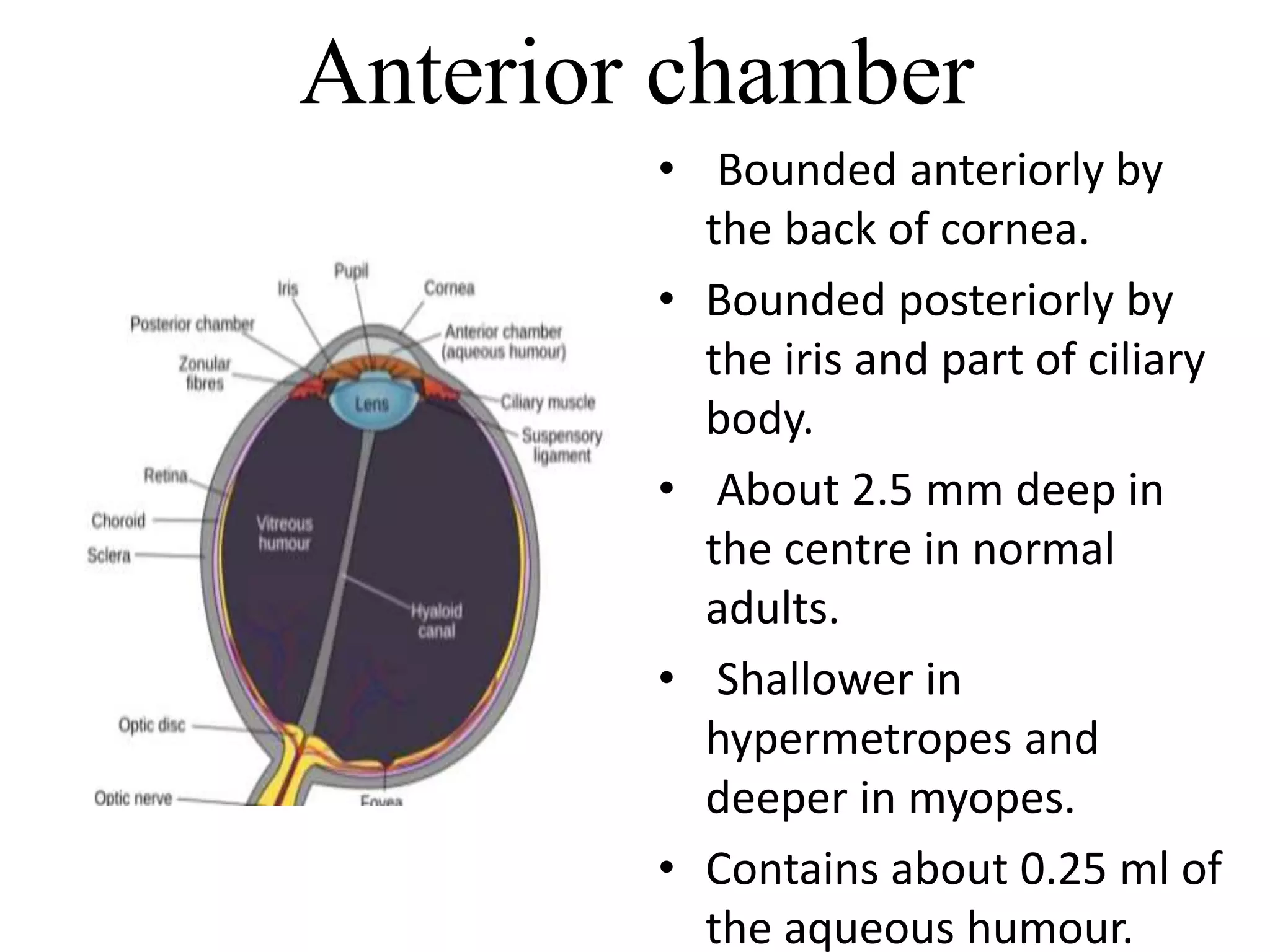 Anterior and posterior segment of eye | PPTX