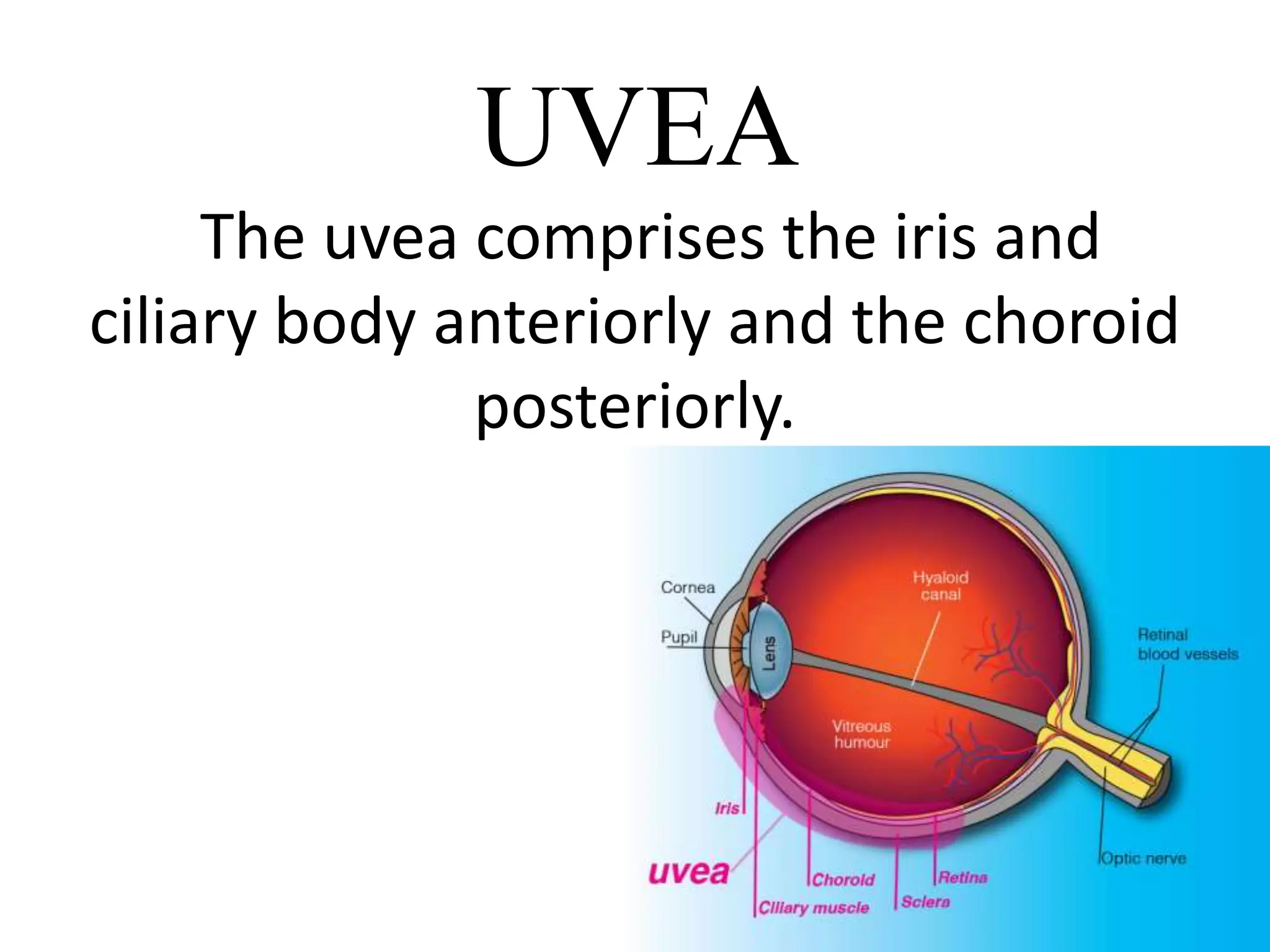 Anterior and posterior segment of eye | PPTX