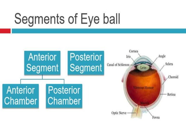 Anterior and posterior segment of eye | PPTX | Eye and Vision ...