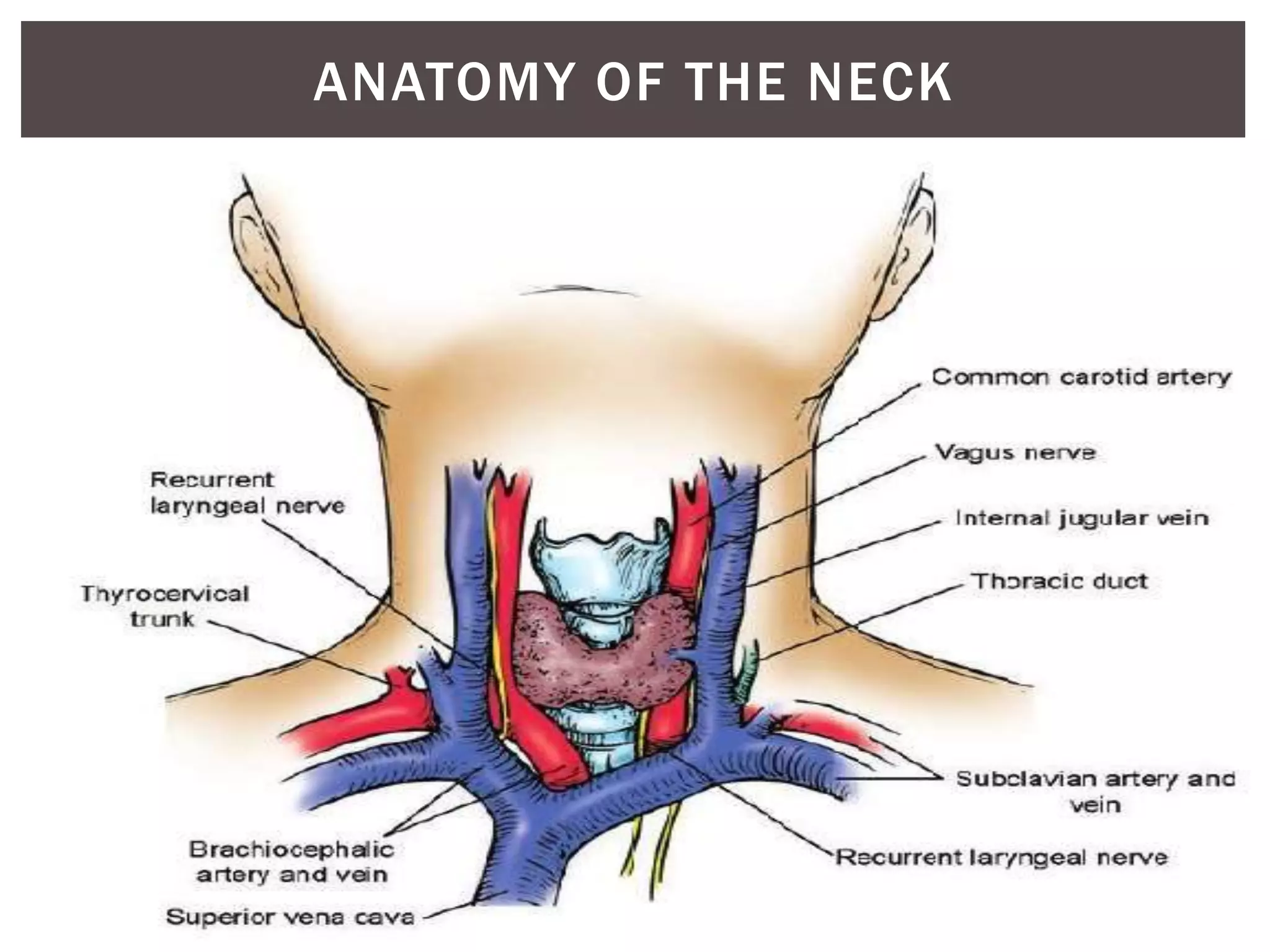 Anterior Approaches To The Thoracic Spine | PPTX