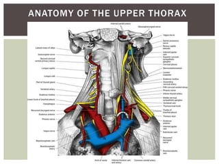 Anterior Approaches To The Thoracic Spine | PPTX