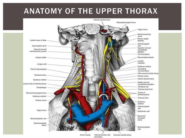 Anterior Approaches To The Thoracic Spine | PPT