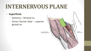Anterior approach to the hip - Dr. Sachin M | PPTX