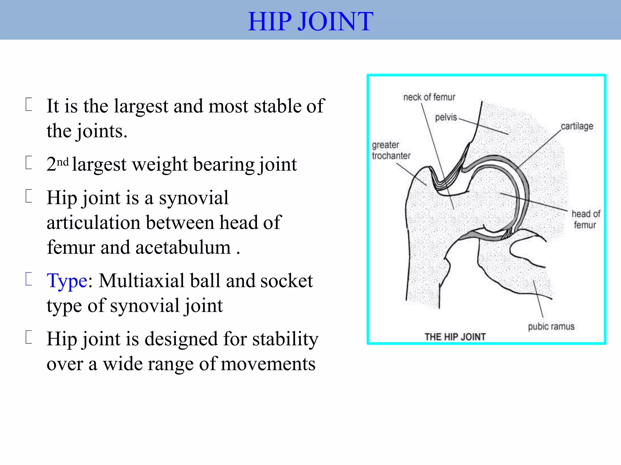 Anterior approach to hip ppt new, | PPTX