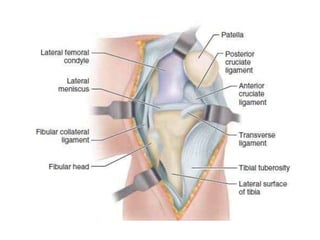 Anterior approach to knee | PPTX