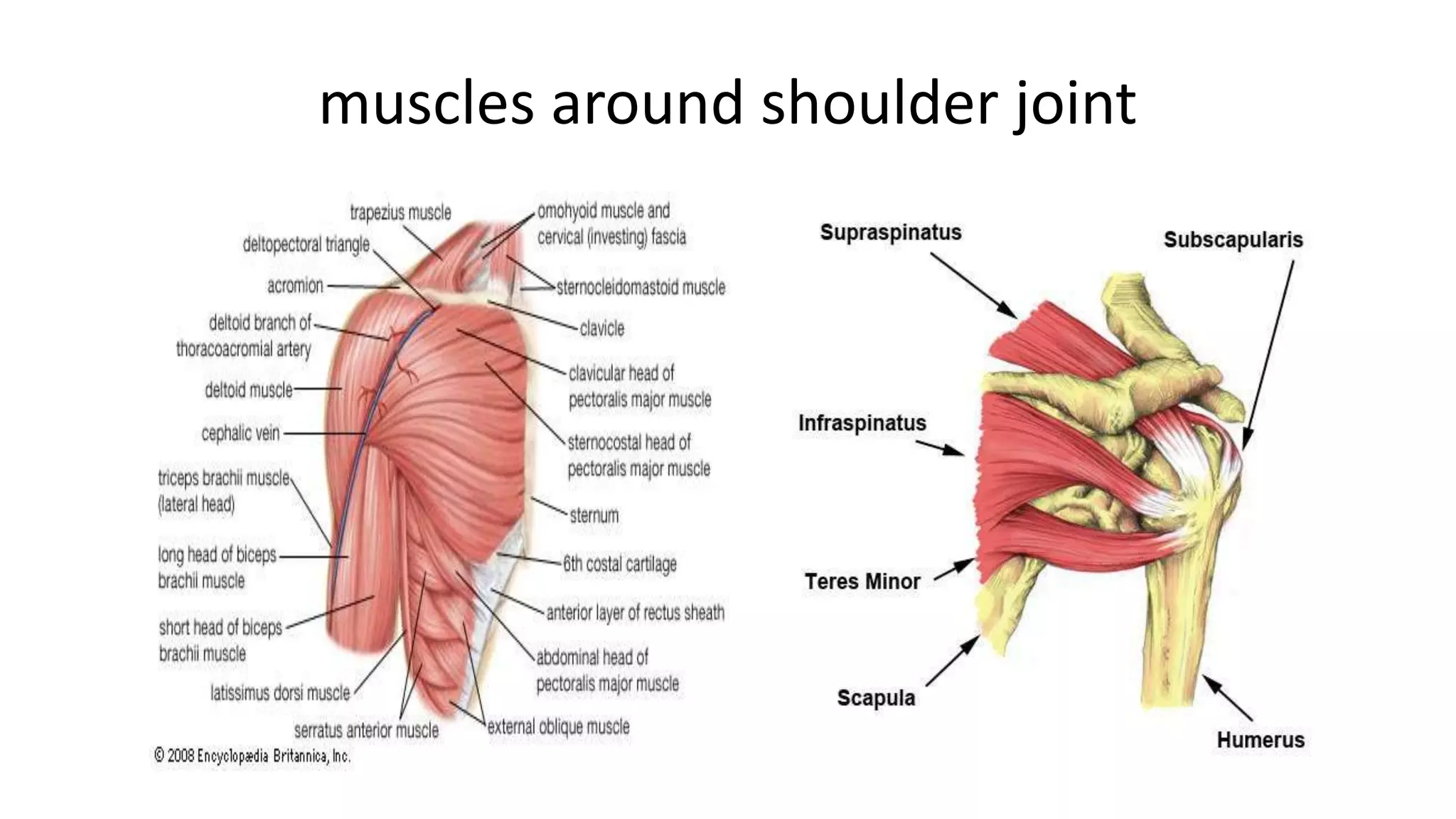 Anterior approach to shoulder | PPTX