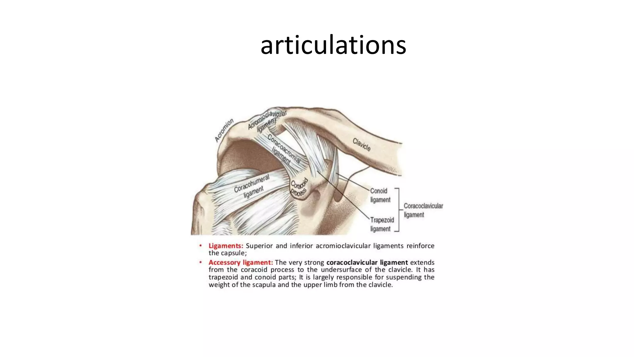 Anterior approach to shoulder | PPTX