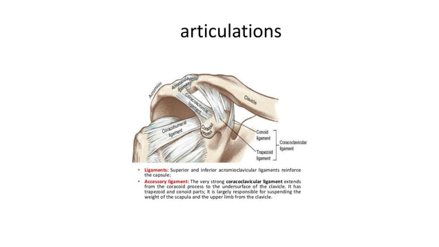 Anterior approach to shoulder | PPTX