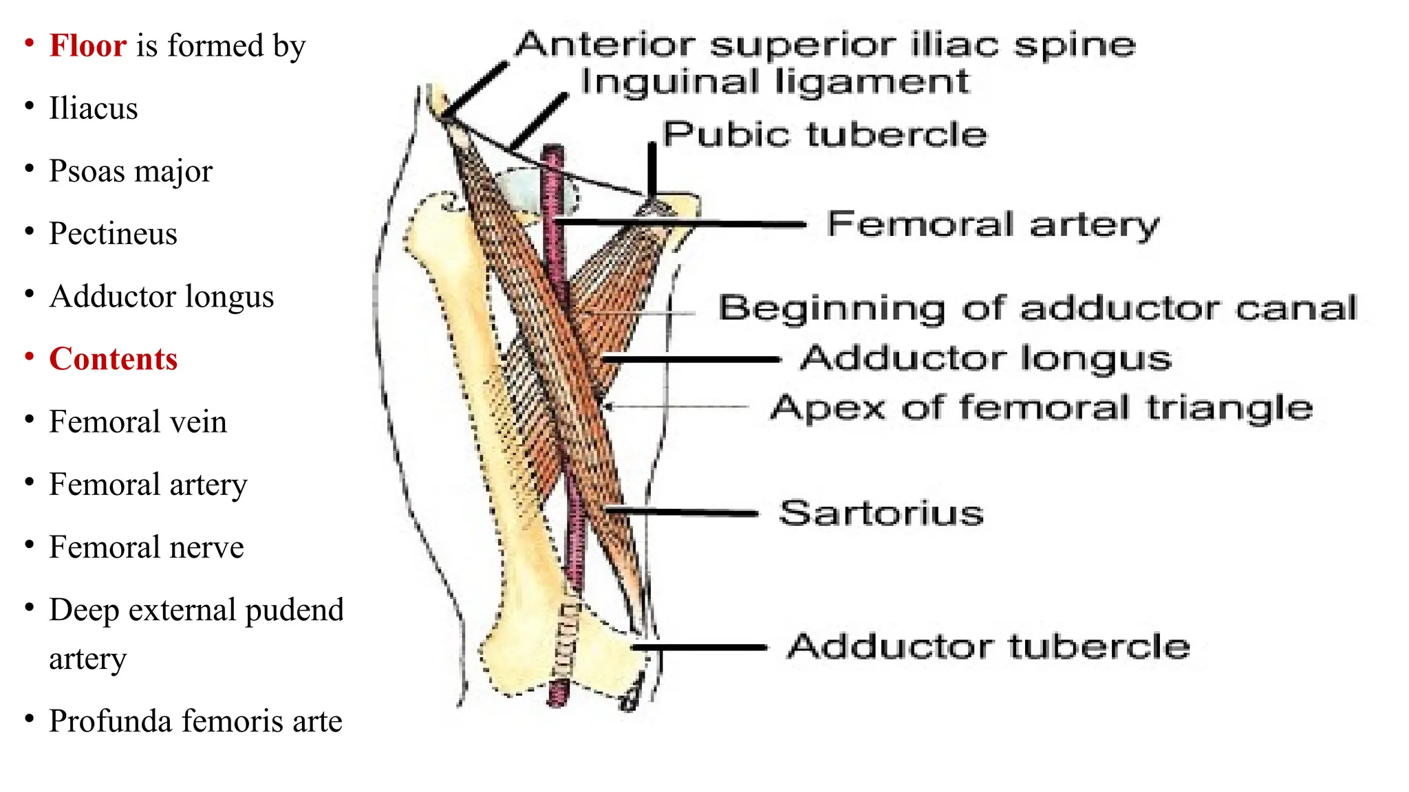 Anterior aspect of thigh femoral adductor canal 2023.pptx