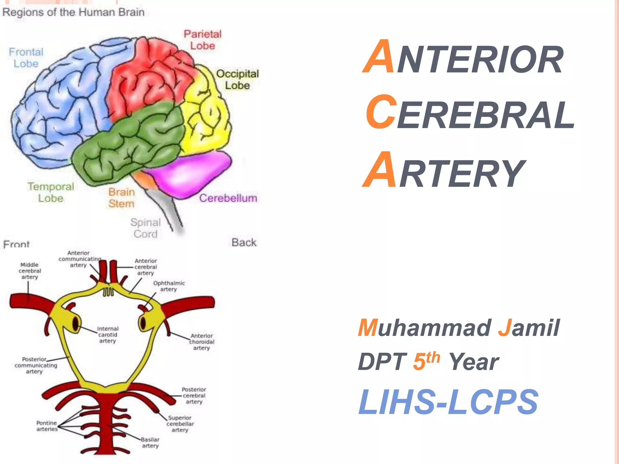 Anterior cerebral artery-ACA | PPTX