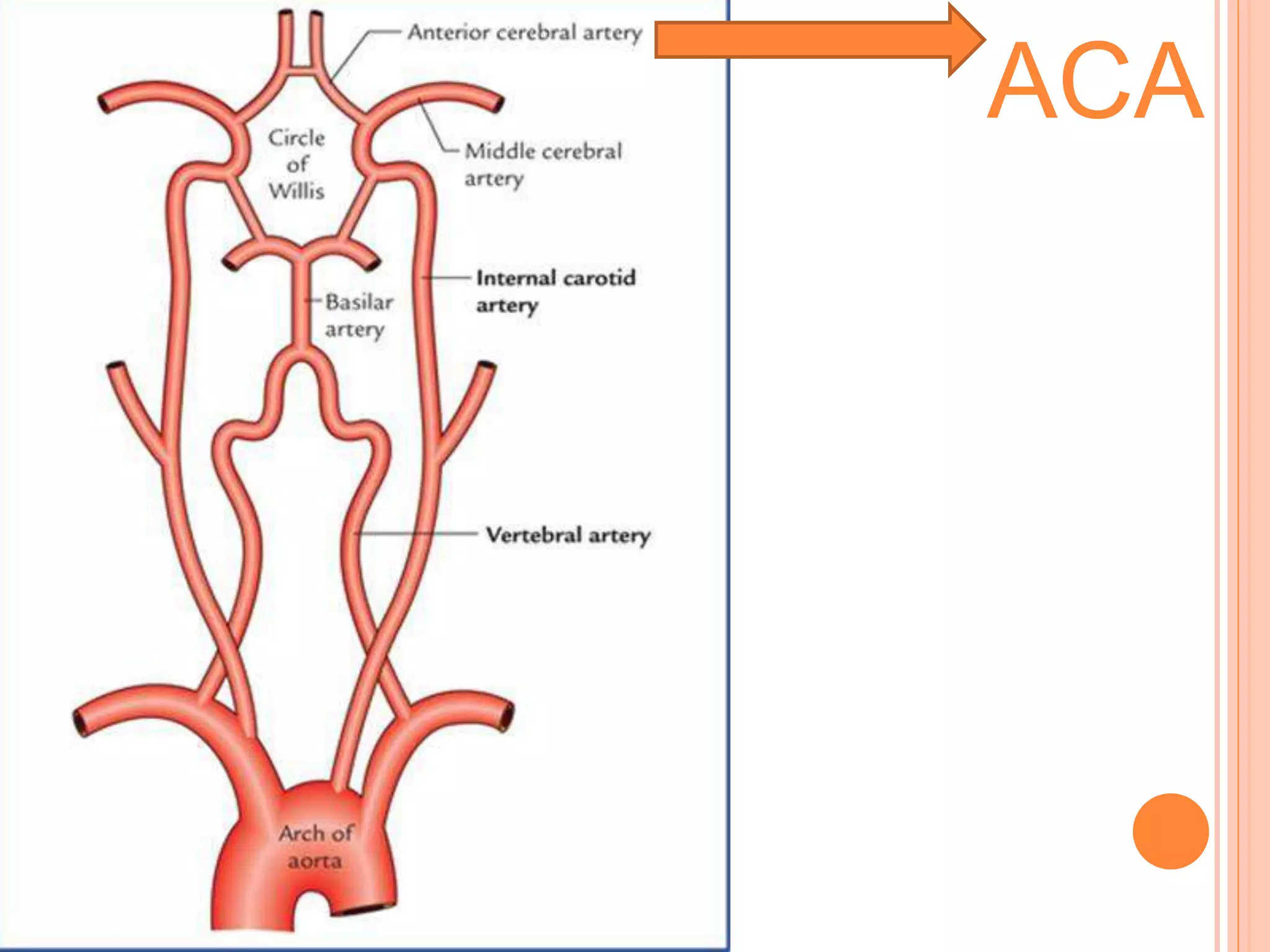 Anterior cerebral artery-ACA | PPTX