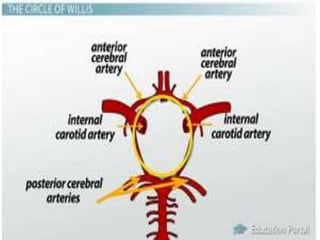 Anterior cerebral artery-ACA | PPTX