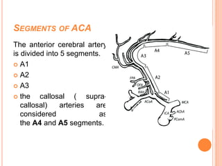 Anterior cerebral artery-ACA | PPT
