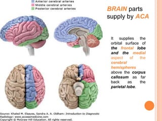Anterior cerebral artery-ACA | PPT