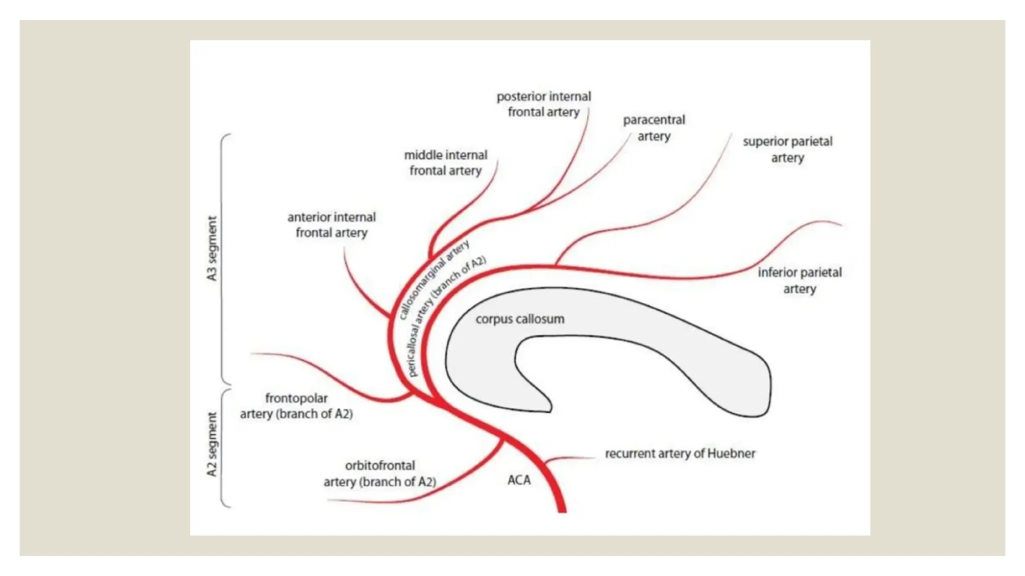 Anterior Cerebral Artery, anatomy, segments, pathologies, radiology | PPTX