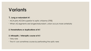 Anterior Cerebral Artery, anatomy, segments, pathologies, radiology | PPT