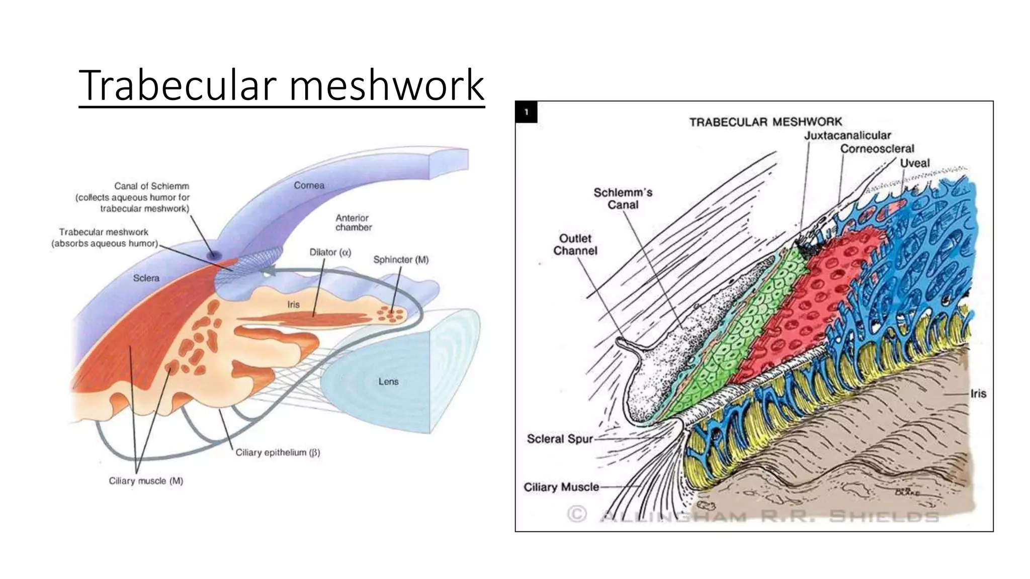 Anterior chamber angle | PPTX | Eye and Vision Conditions | Diseases ...