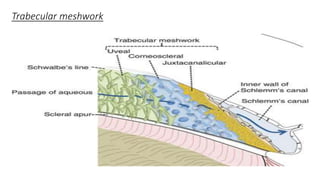 Anterior chamber angle | PPT