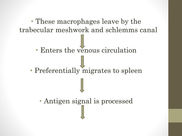 Anterior chamber associated immune deviation (acaid) | PPTX | Eye and ...