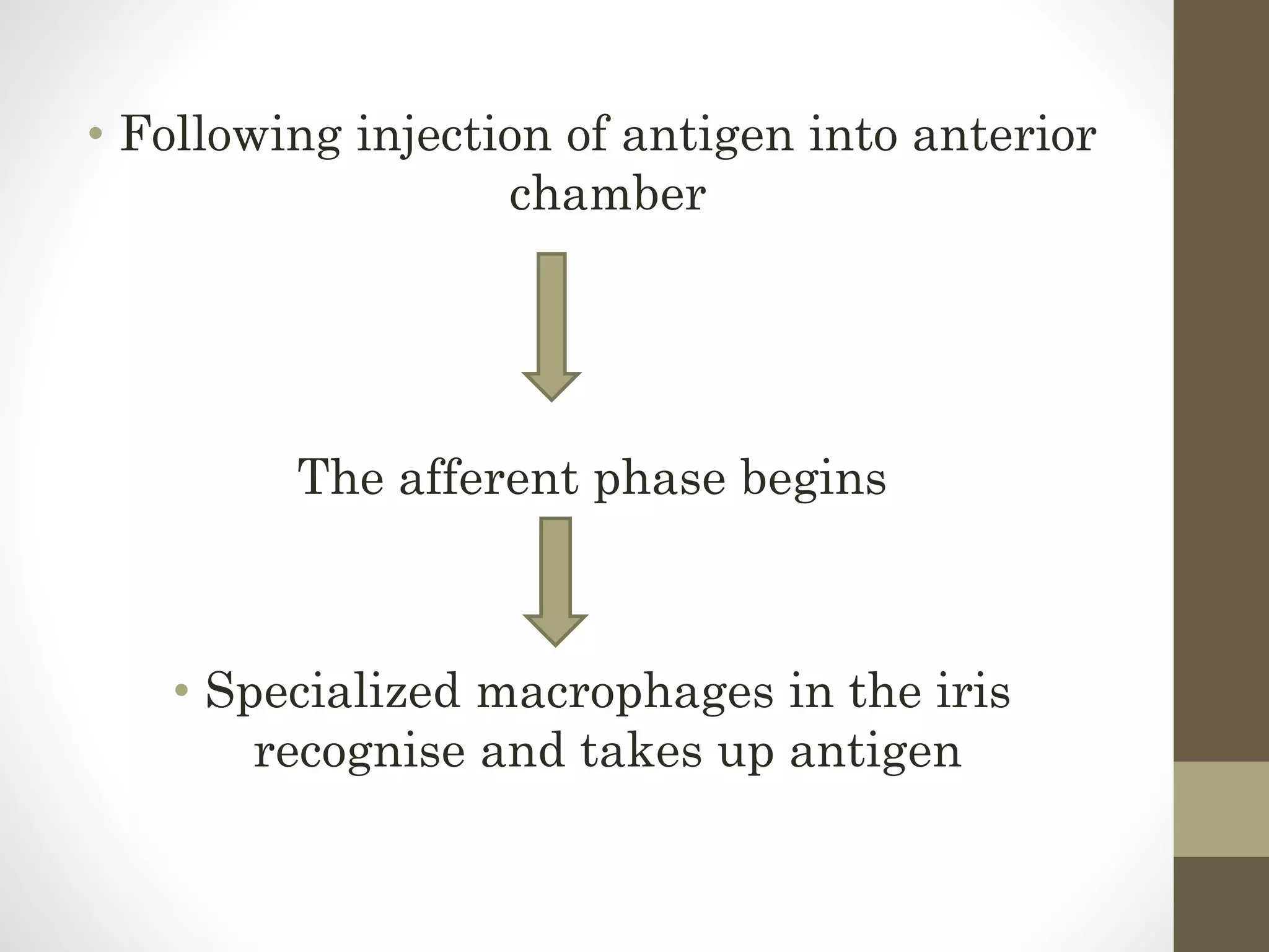Anterior chamber associated immune deviation (acaid) | PPTX