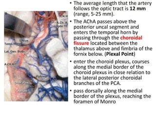 Anterior Choroidal Artery.pptx