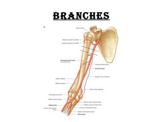 Anterior compartment of arm | PPT