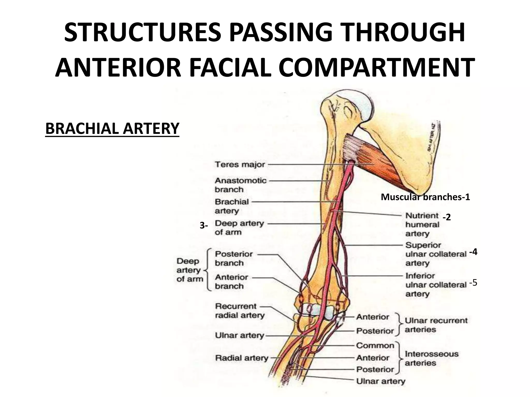 Anterior compartment of arm & cubital fossa | PPT
