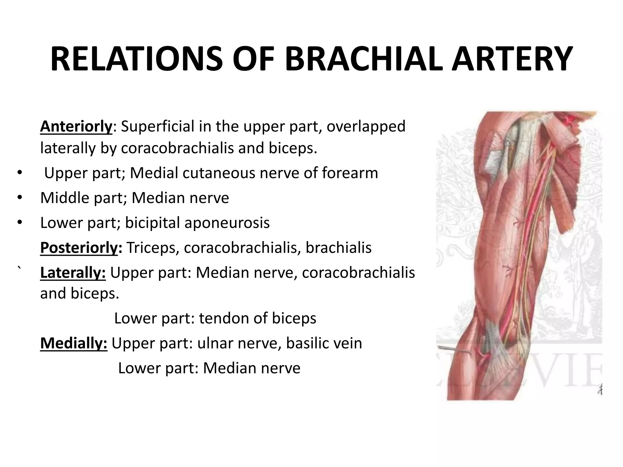 Anterior compartment of arm & cubital fossa | PPTX