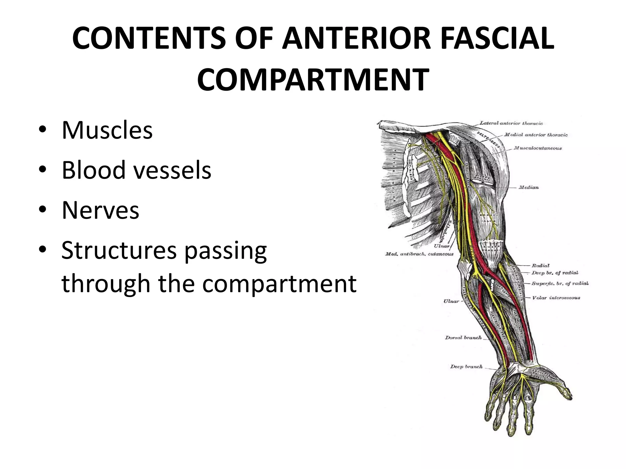 Anterior compartment of arm & cubital fossa | PPTX