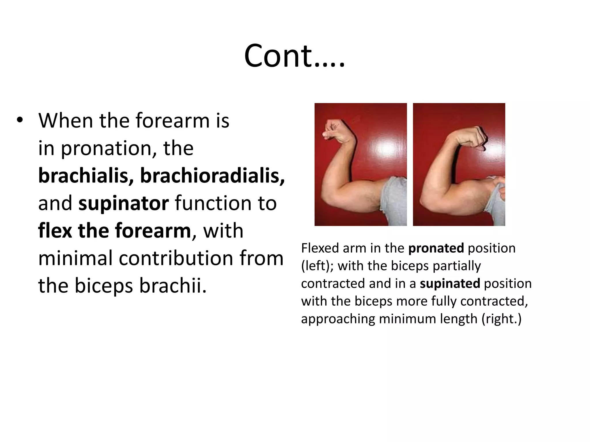 Anterior compartment of arm & cubital fossa | PPTX