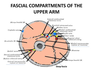 Anterior compartment of arm & cubital fossa | PPTX