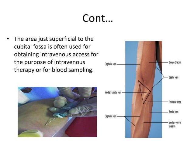 Anterior compartment of arm & cubital fossa | PPTX