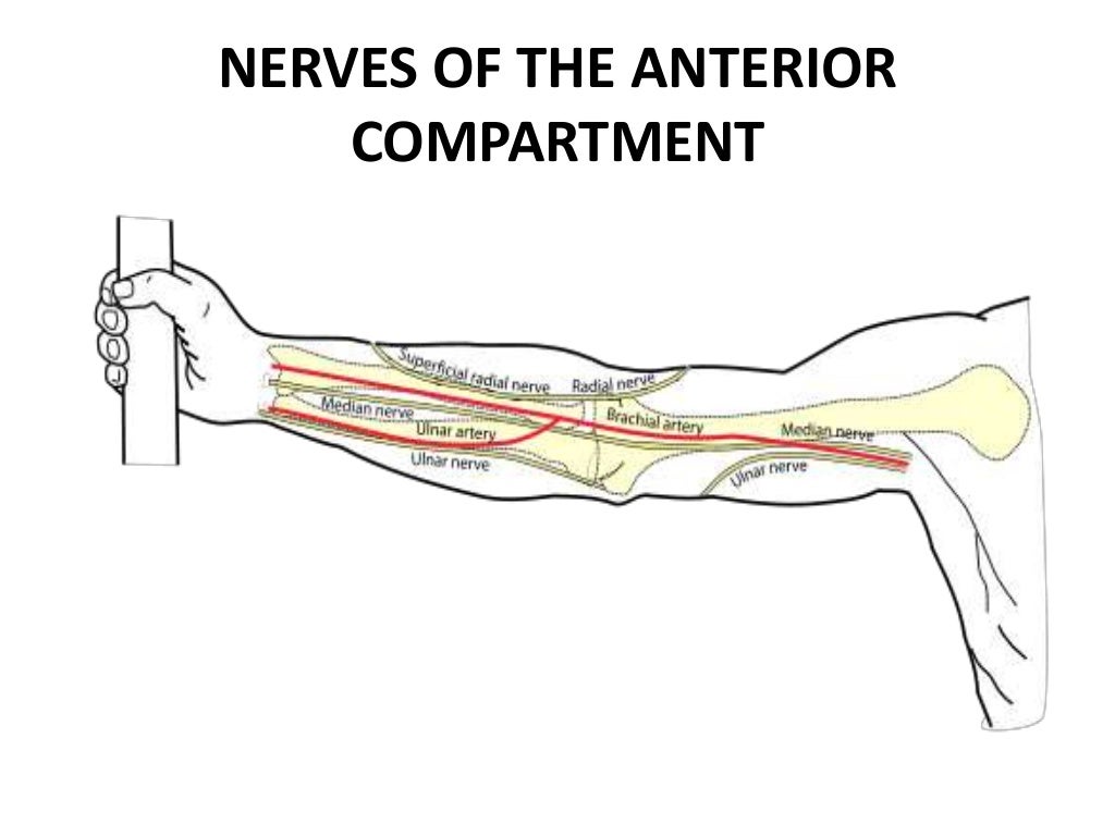 Anterior Cubital Vein