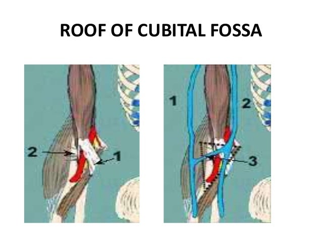 Anterior compartment of arm & cubital fossa
