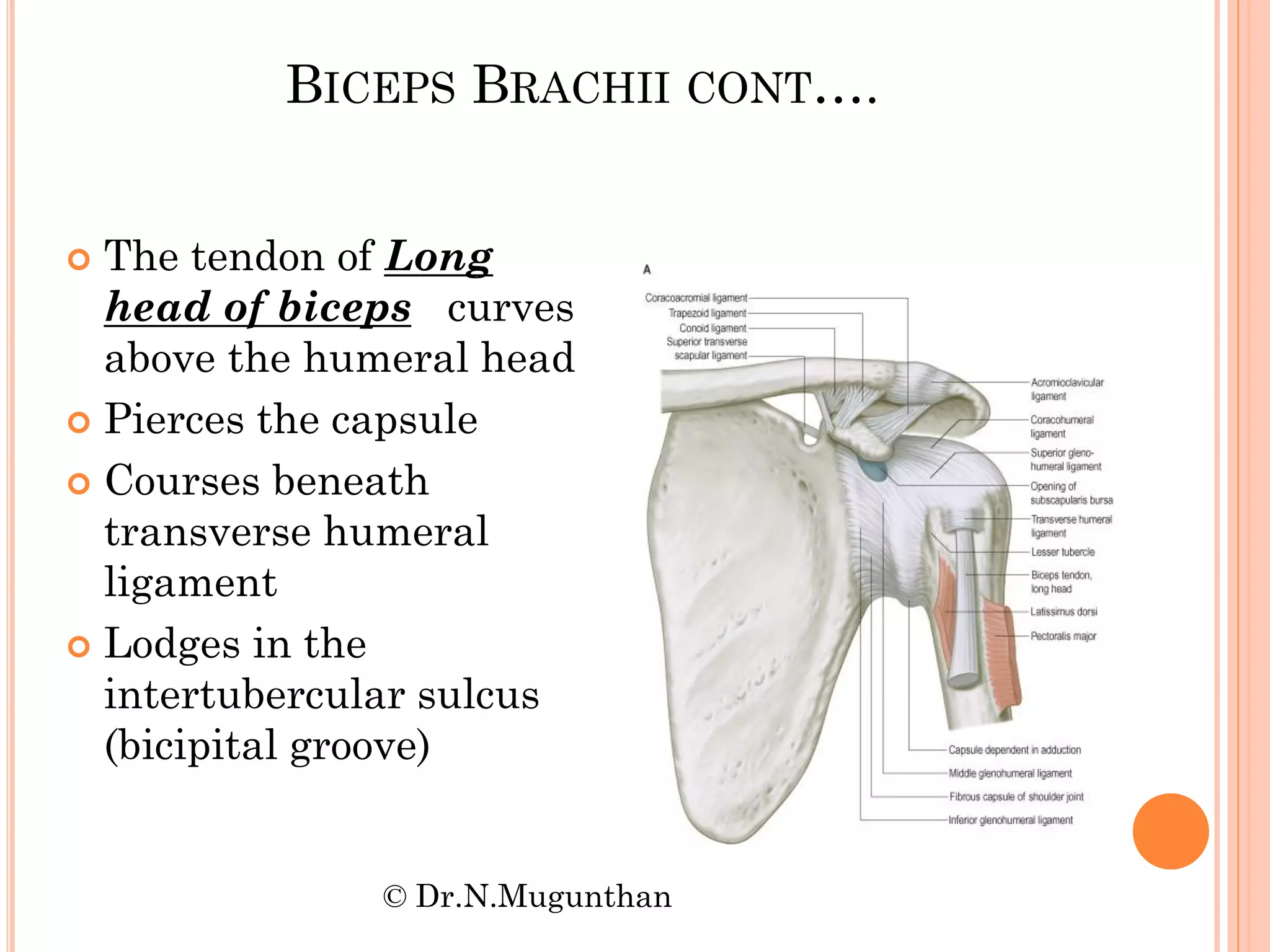 Anterior compartment of arm & cubital fossa Dr.N.Mugunthan | PDF