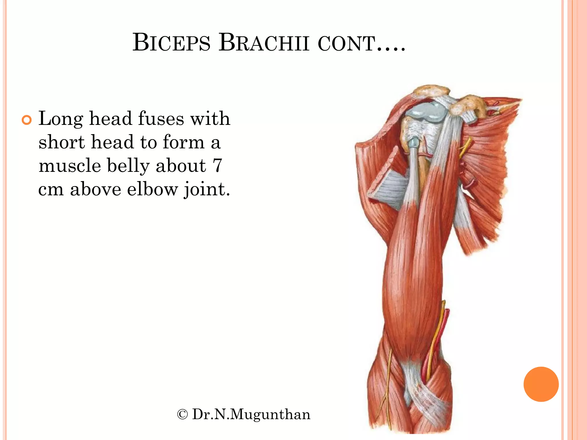 Anterior compartment of arm & cubital fossa Dr.N.Mugunthan | PDF