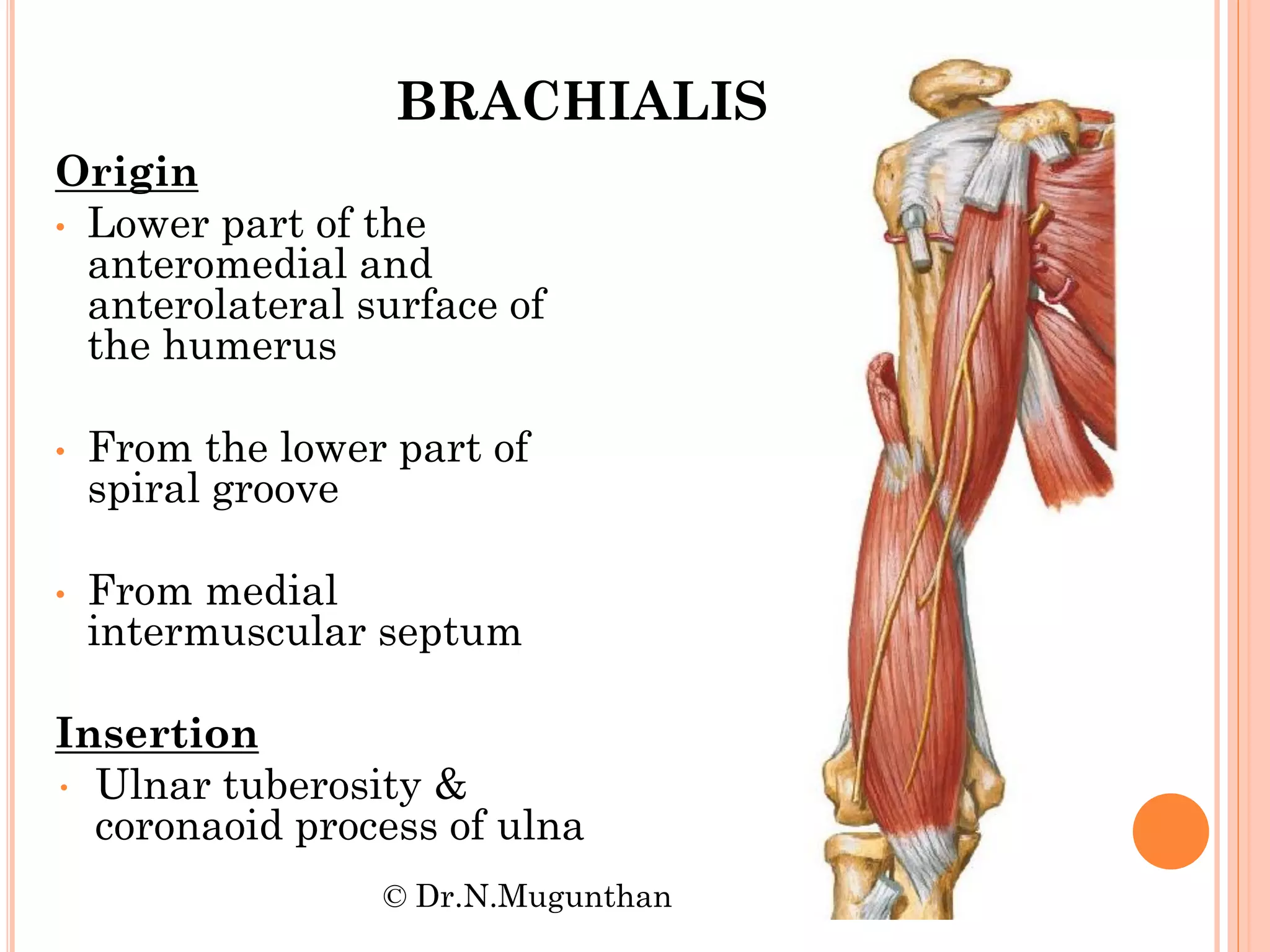 Anterior compartment of arm & cubital fossa Dr.N.Mugunthan | PDF
