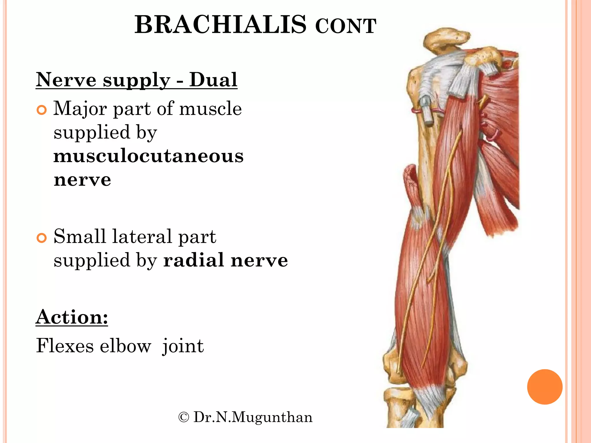 Anterior compartment of arm & cubital fossa Dr.N.Mugunthan | PDF