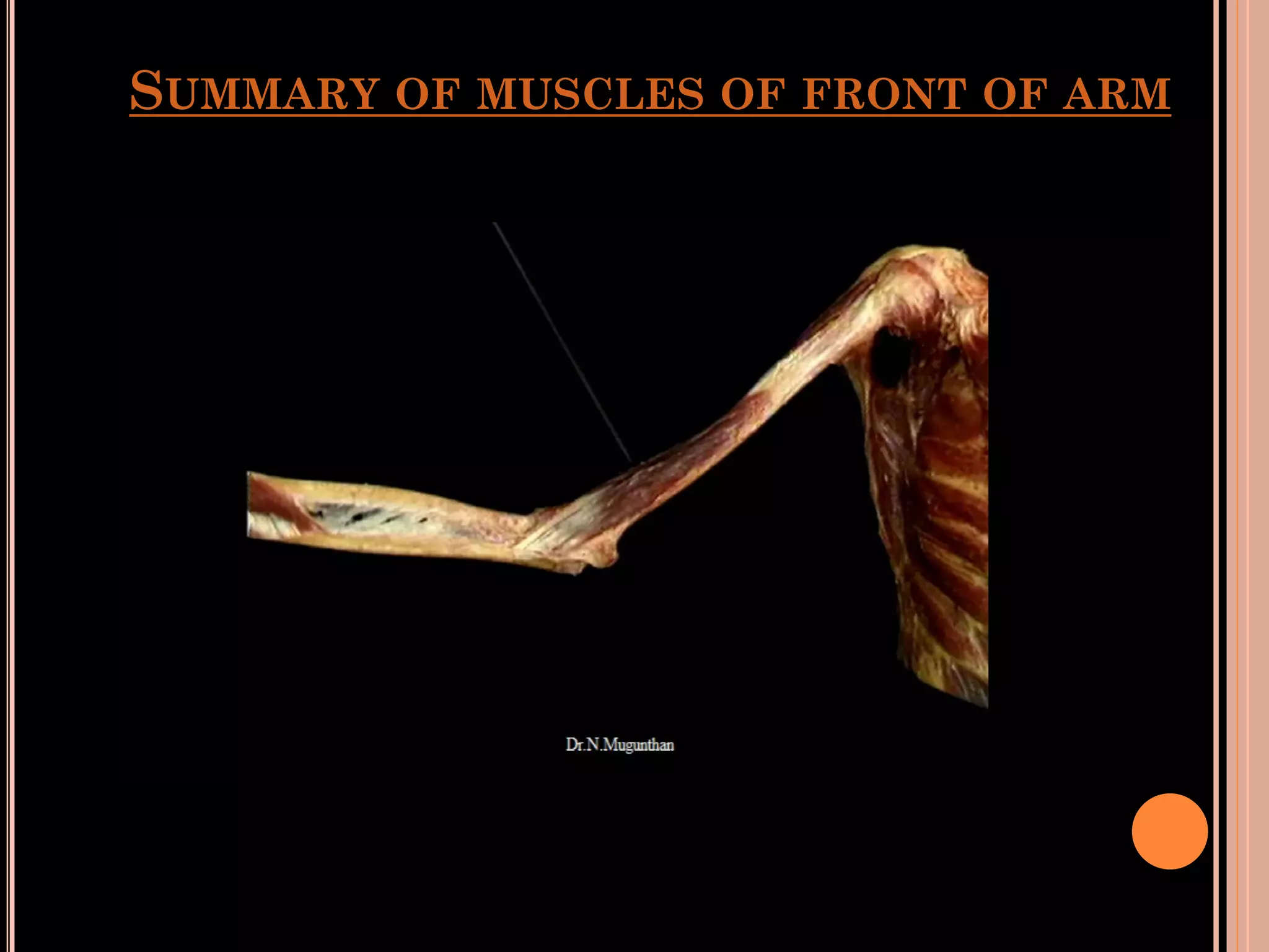 Anterior compartment of arm & cubital fossa Dr.N.Mugunthan | PDF
