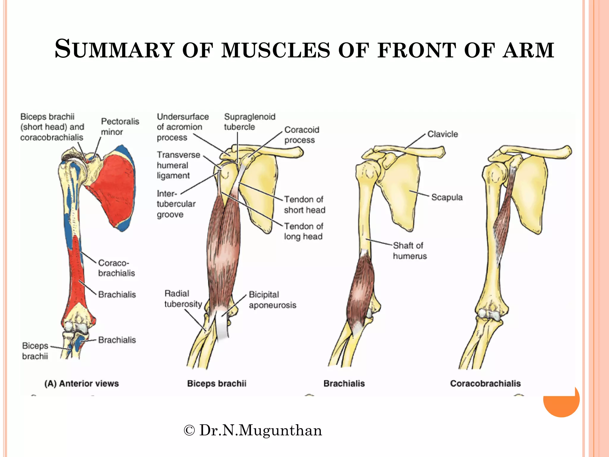 Anterior compartment of arm & cubital fossa Dr.N.Mugunthan | PDF