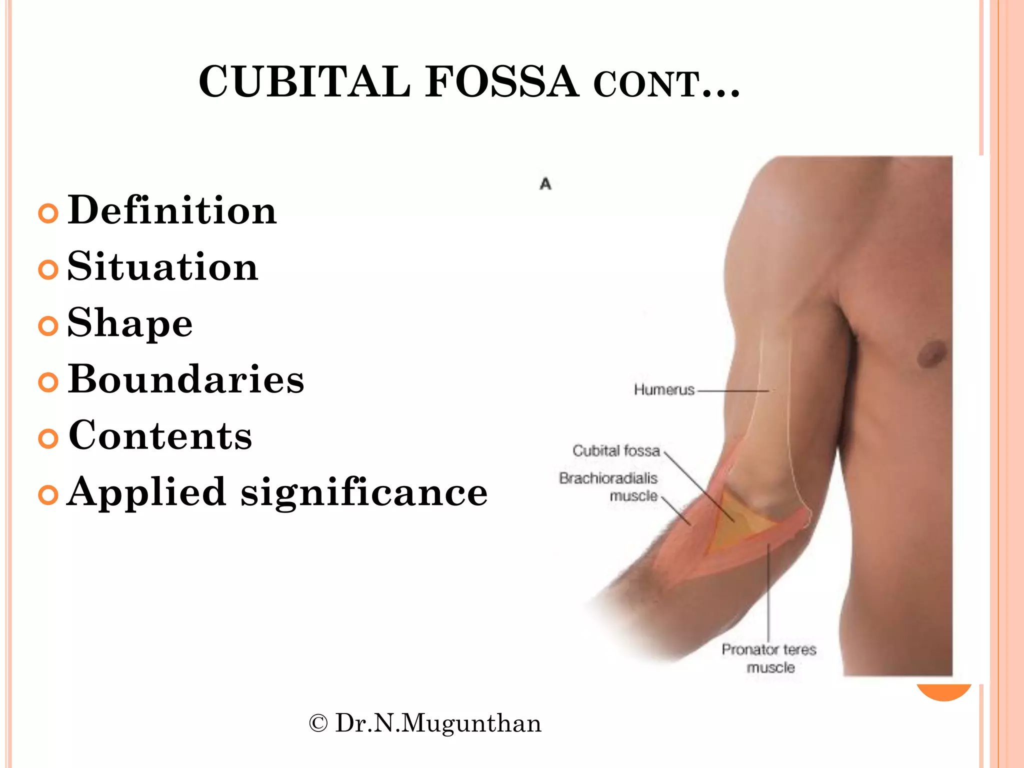 Anterior compartment of arm & cubital fossa Dr.N.Mugunthan | PDF ...