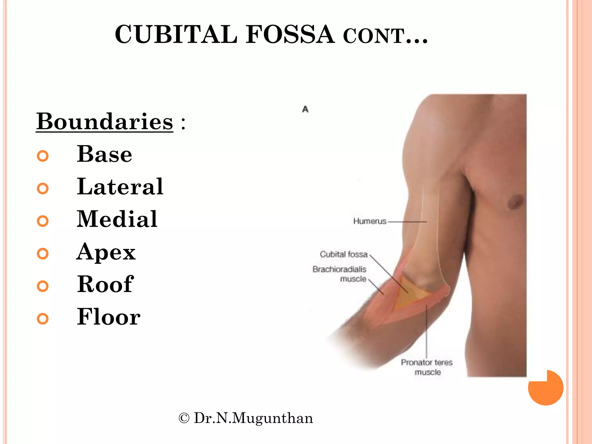 Anterior compartment of arm & cubital fossa Dr.N.Mugunthan | PPT