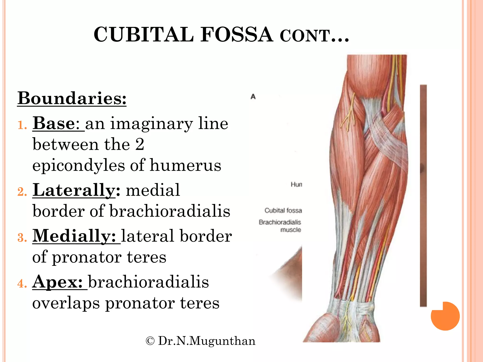 Anterior compartment of arm & cubital fossa Dr.N.Mugunthan | PDF