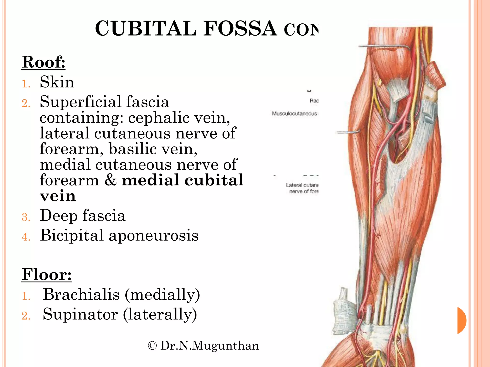 Anterior compartment of arm & cubital fossa Dr.N.Mugunthan | PDF
