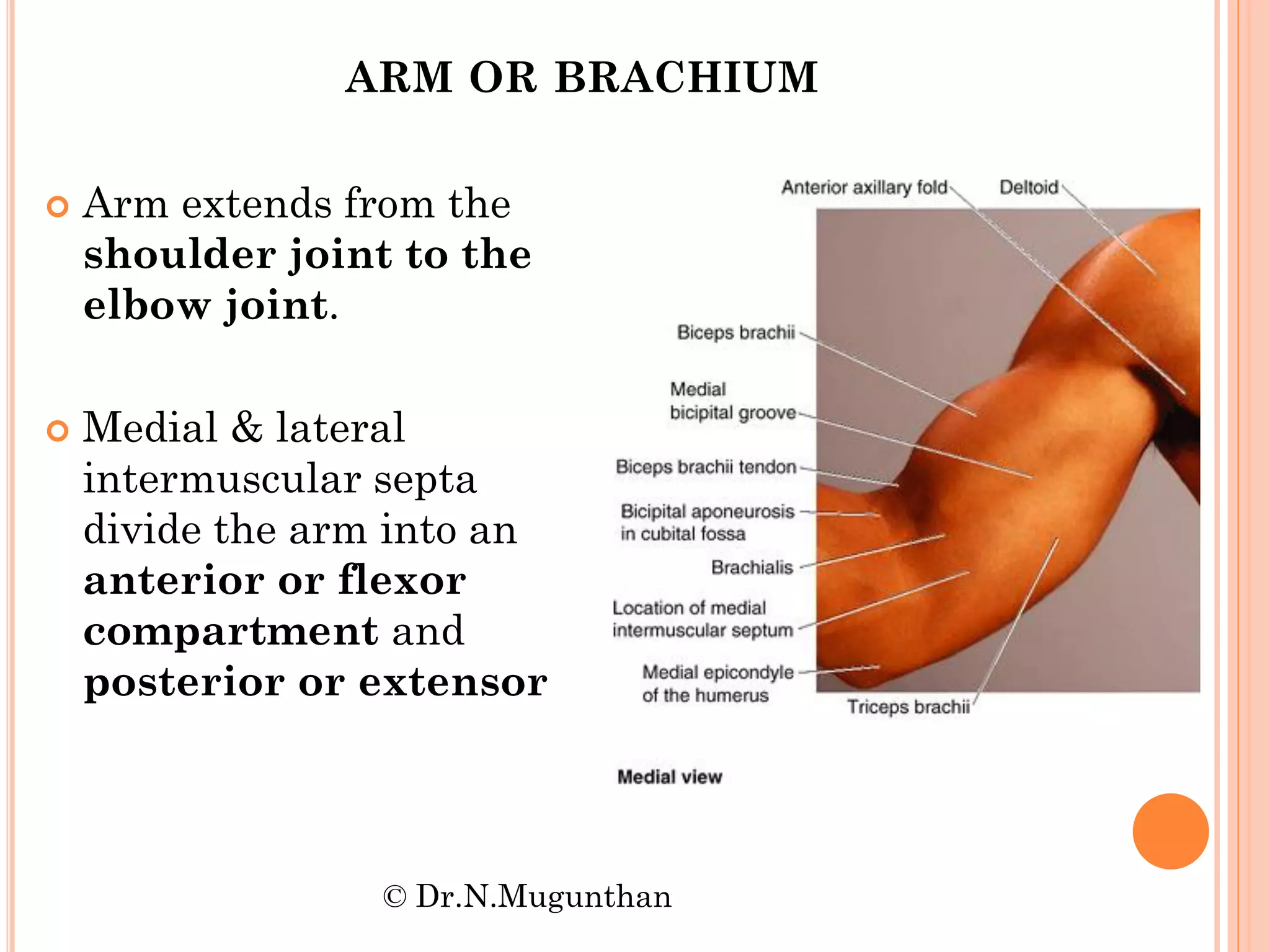 Anterior compartment of arm & cubital fossa Dr.N.Mugunthan | PDF
