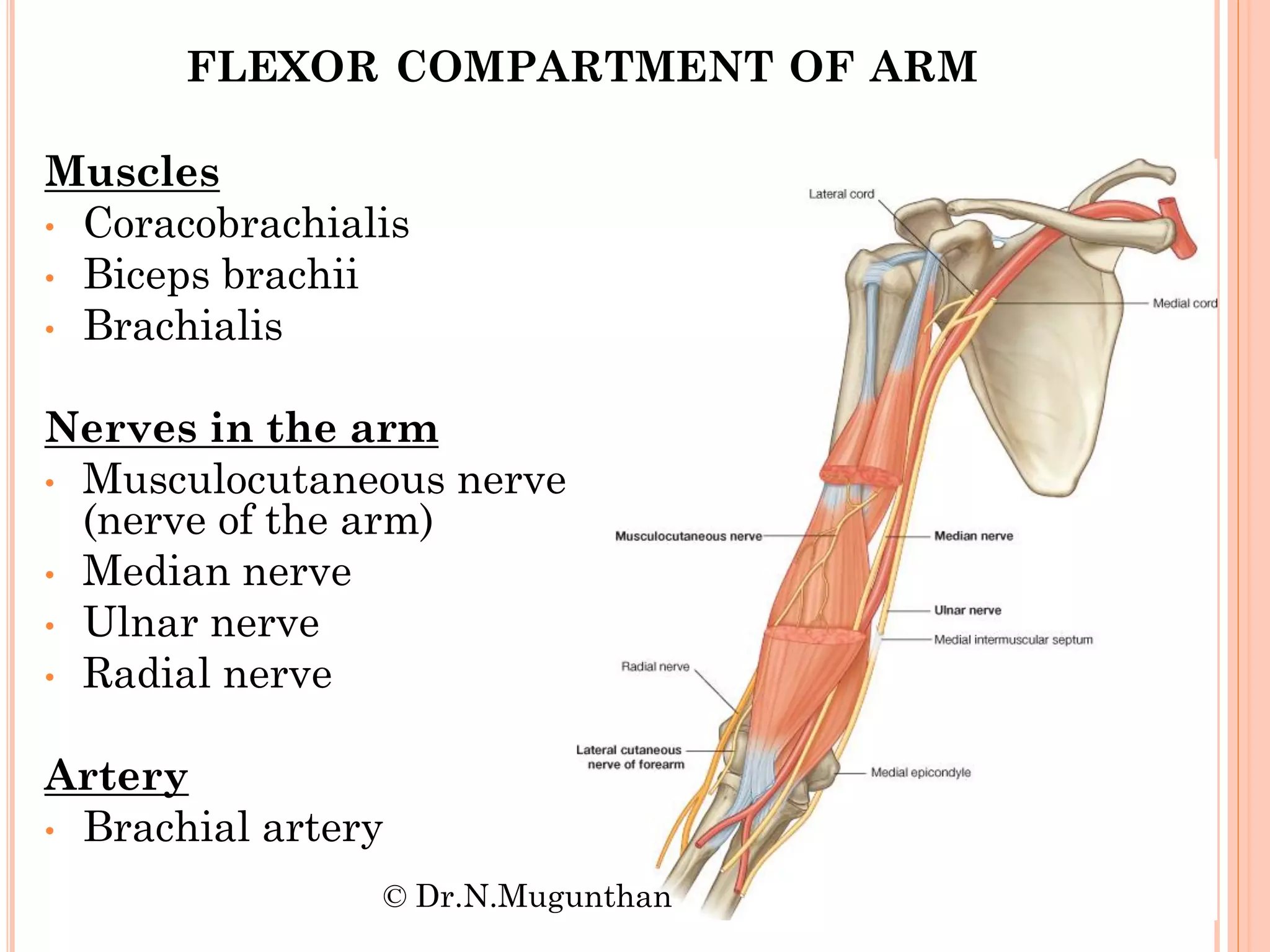 Anterior compartment of arm & cubital fossa Dr.N.Mugunthan | PDF