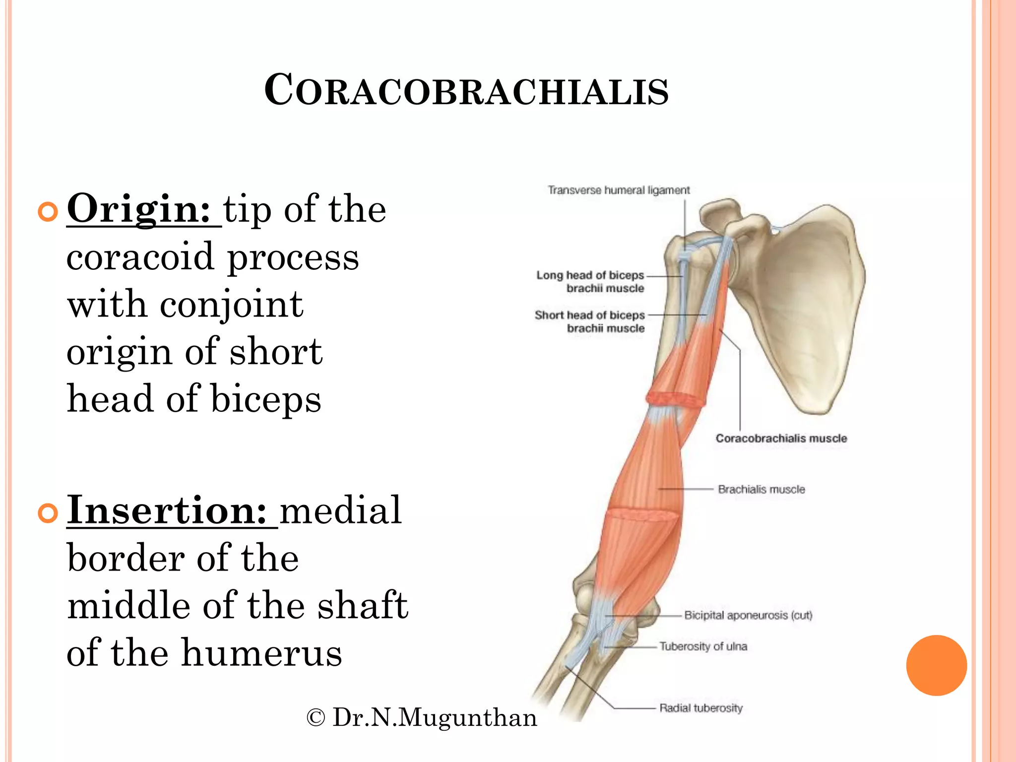 Anterior compartment of arm & cubital fossa Dr.N.Mugunthan | PDF