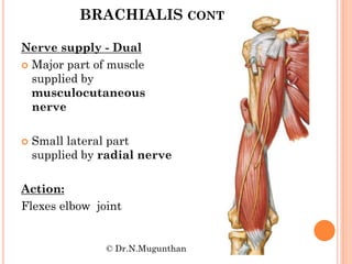 Anterior compartment of arm & cubital fossa Dr.N.Mugunthan | PDF