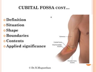 Anterior compartment of arm & cubital fossa Dr.N.Mugunthan | PDF